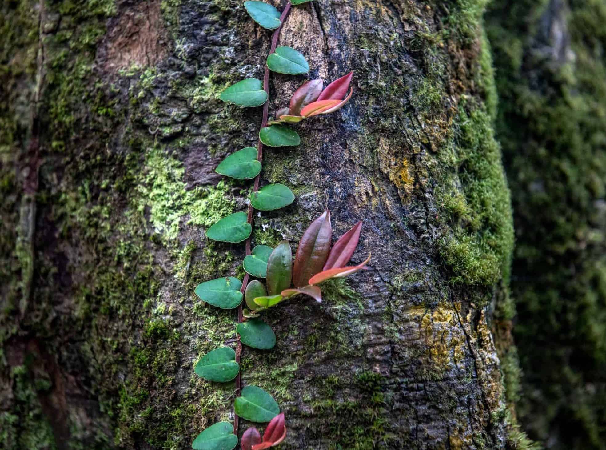 North Coast | Riverside Hotel Picard