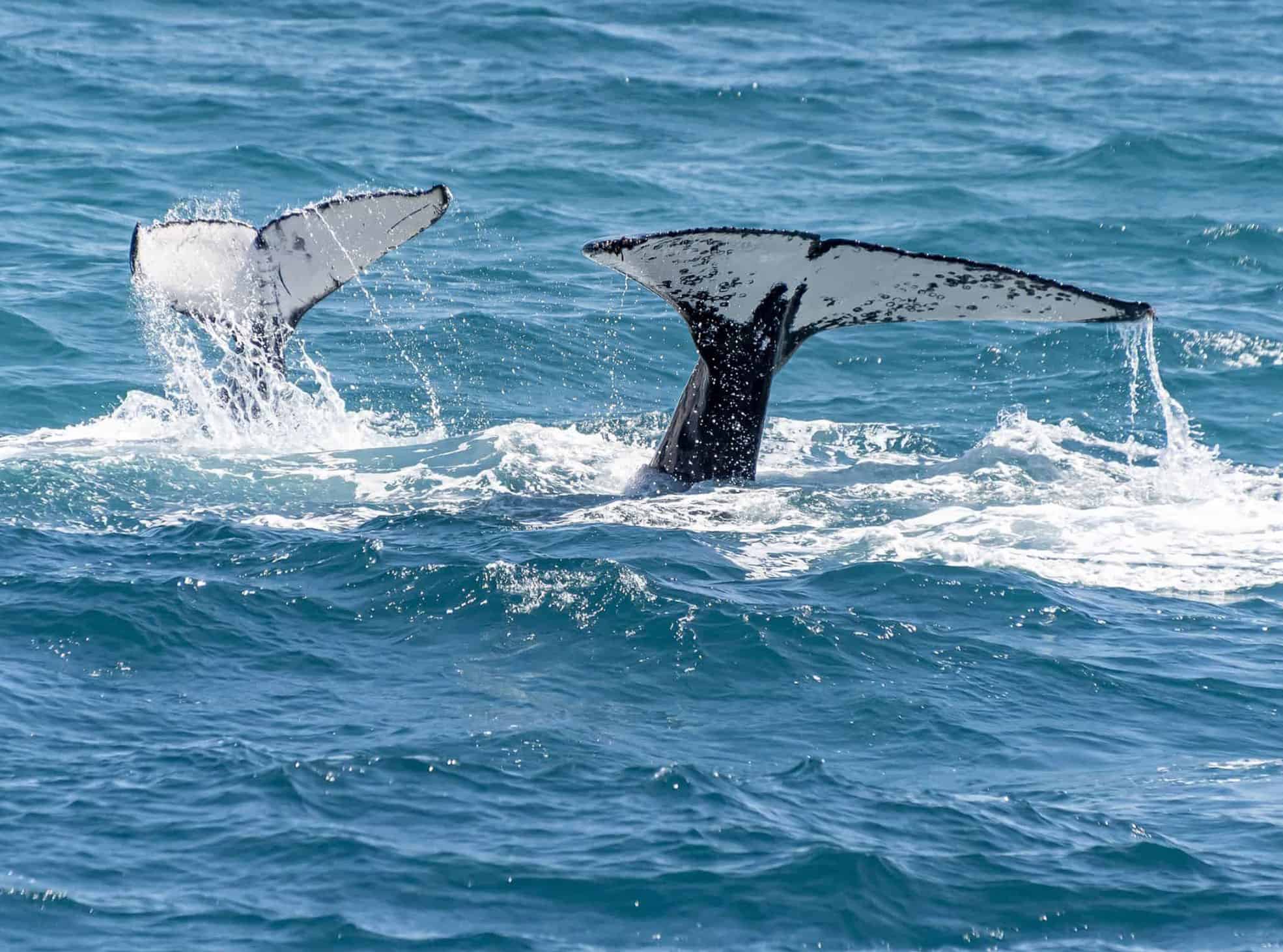 Indian River – Riverside Hotel Picard